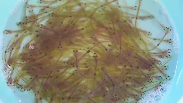 Японская уличная еда - ТАНЦУЮЩАЯ ЛЕДЯНАЯ РЫБА Морепродукты Окинавы