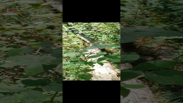 Пошли в новый лес в котором не когда не собирали малину