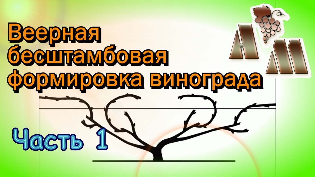 ? Веерная бесштамбовая формировка винограда (часть 1)