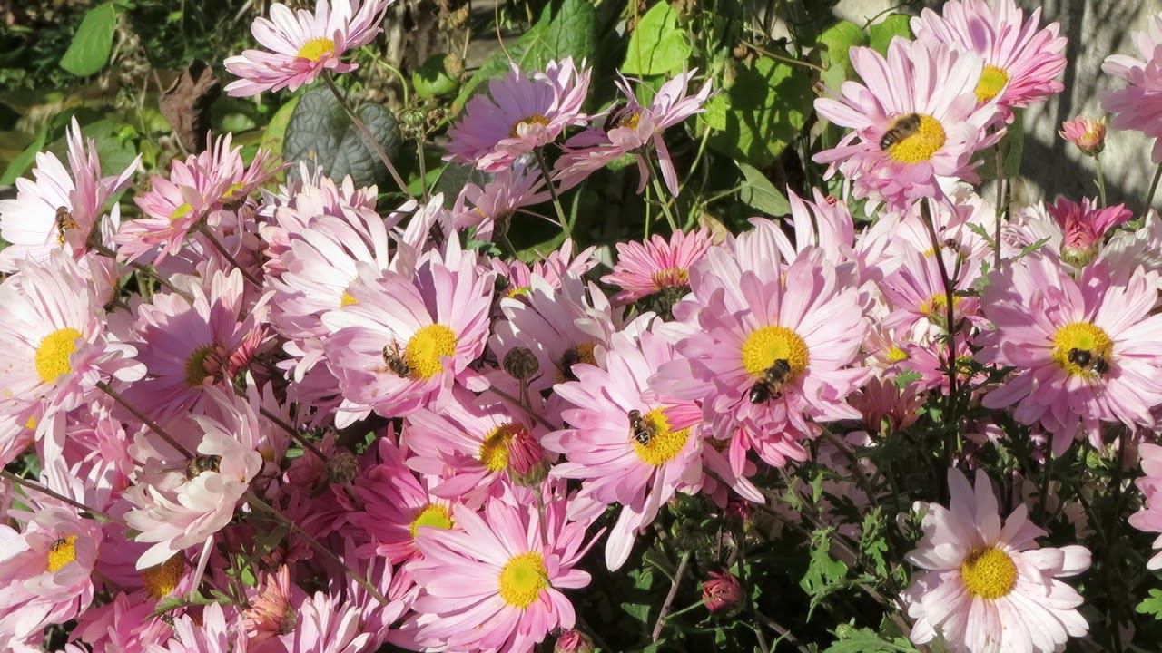 Осенняя движуха