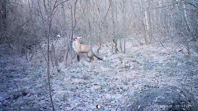 Кабаны, косули, волк, лиса, фазан