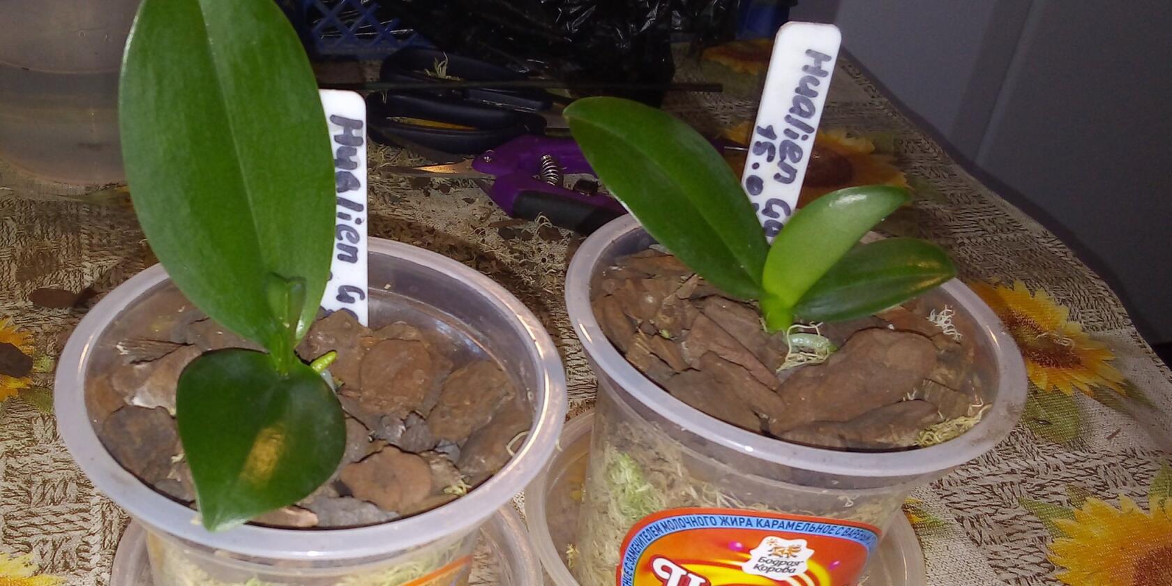 ОРХИДЕИ ДОМА!!!ОТДЕЛЕНИЕ ДЕТОК НА ЦВЕТОНОСЕ-ЭТО НЕ СЛОЖНО!ОБРАБОТКА,СТИМУЛЯЦИЯ,ПОСАДКА И АДАПТАЦИЯ!!