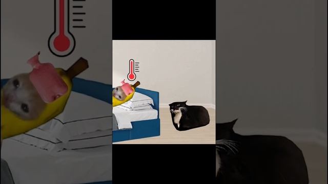 Banana cat заболел и друзья его вылечили