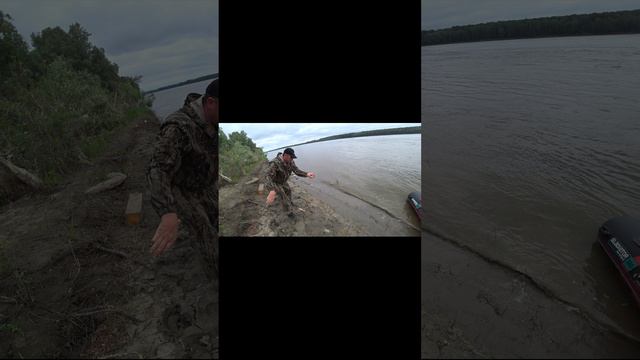 Резинки ловят по ДВЕ РЫБЫ! Такое не редкость!#shorts