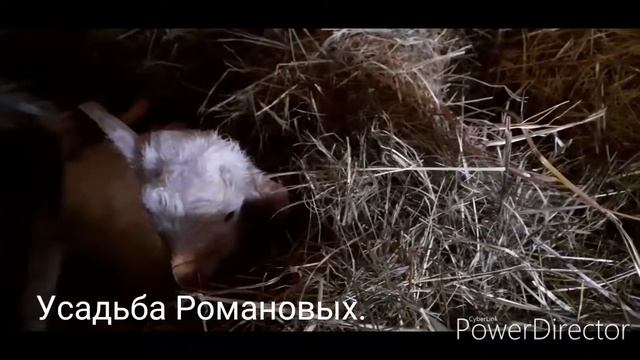 Лялькин первенец.mp4