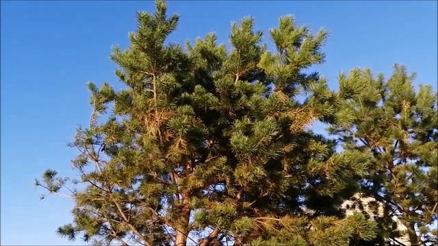 Солнечная хвоя в летний весенний день 7 сентября 2024 года