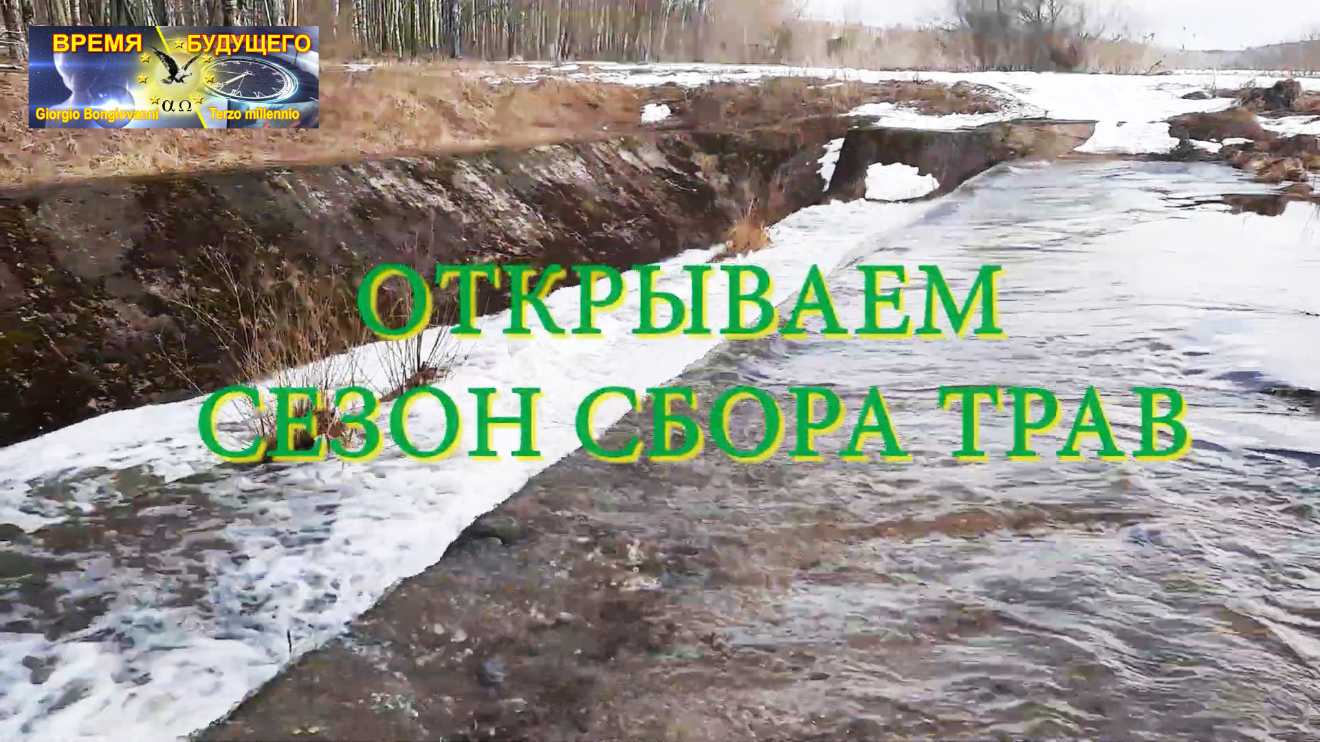 Собираем травы. Брусника