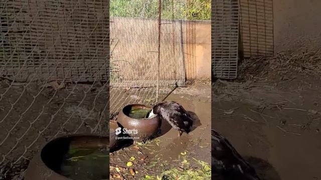 жизнь уток 31 #ducklife 31 #villagelife #duck #village #деревня #утки #бегунки (1)