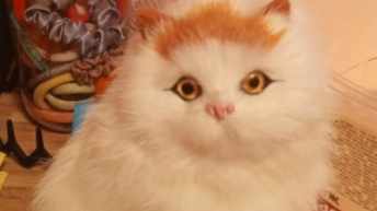 котики
