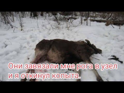 Они завязали мне рога в узел и я откинул копыта. 1