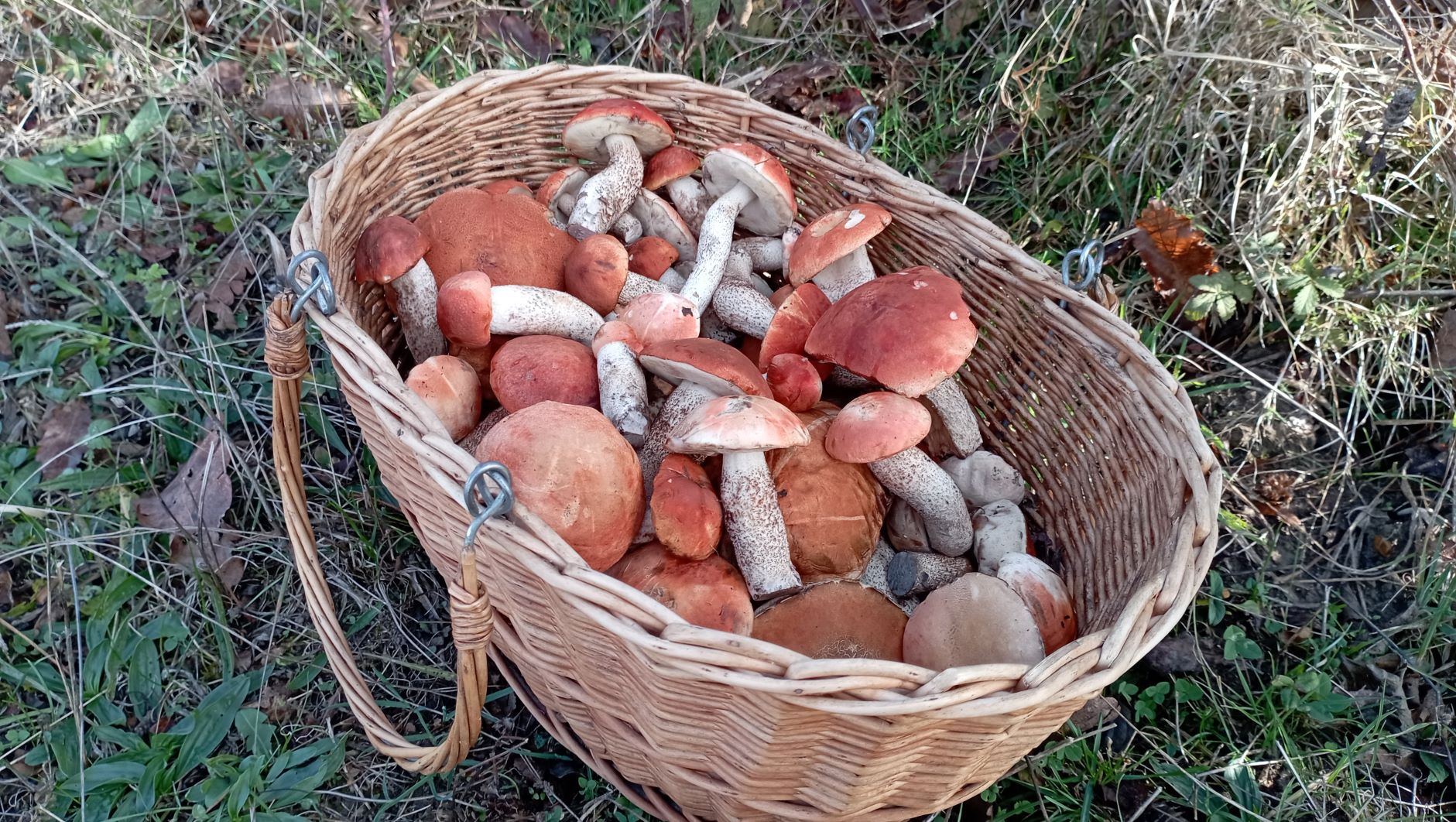 КРАСНОГОЛОВИКИ !!! По грибы 4 ноября 2023 года.