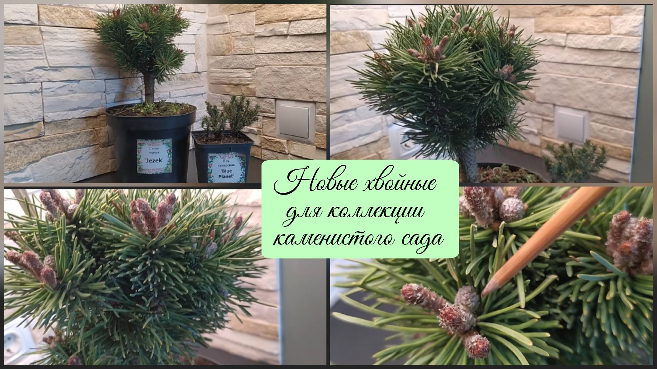 Новые хвойные для коллекции каменистого сада.