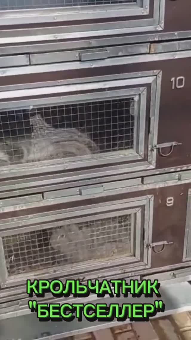 Утепленный Крольчатник для любимых кроликов _Бестселлер_ #ферма #кролик #кролиководство #shorts