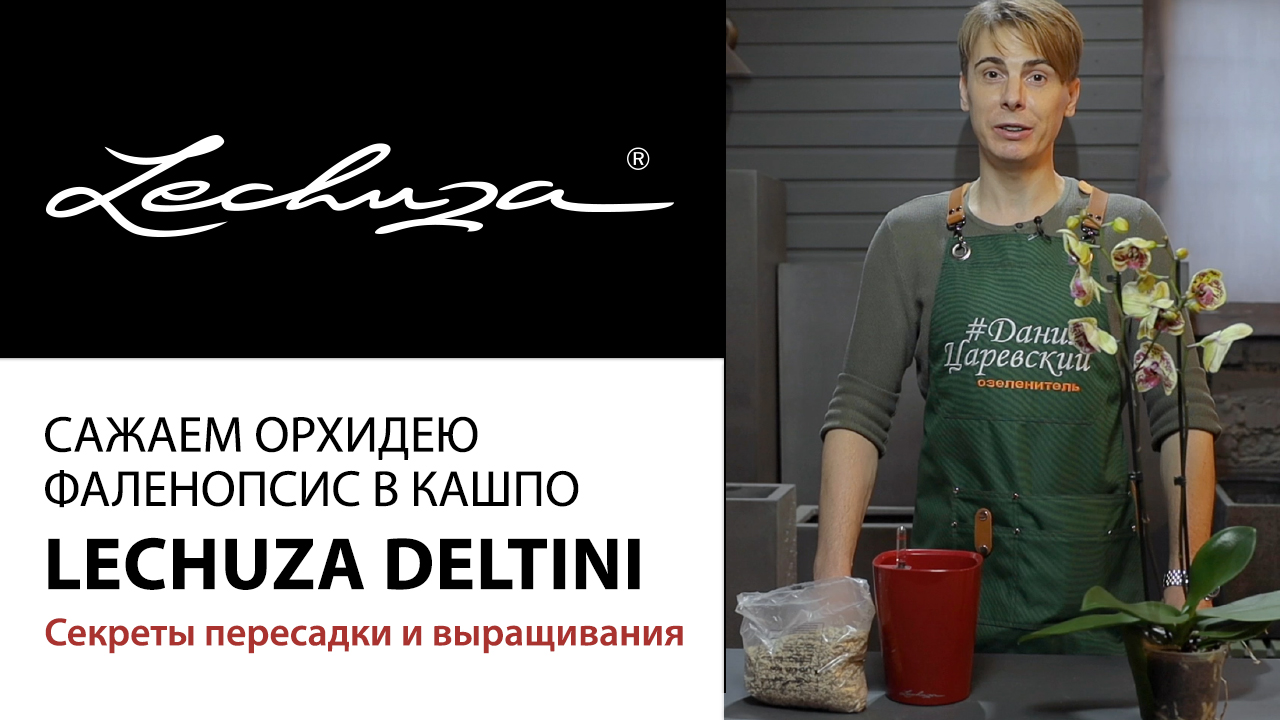 Сажаем Орхидею фаленопсис в кашпо Лечуза Deltini. Секреты пересадки и выращивания