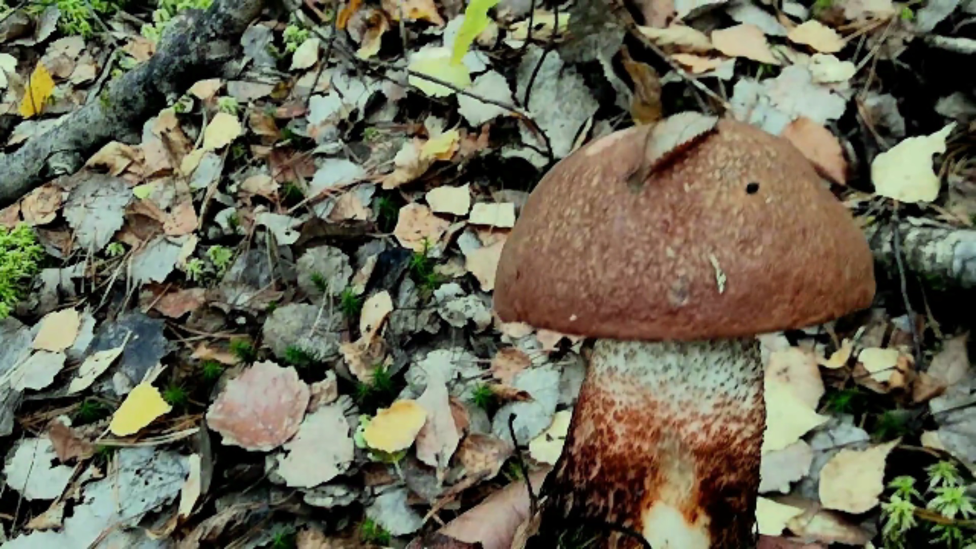 Бурые подосиновики. Поход в лес за грибами в конце грибного сезона