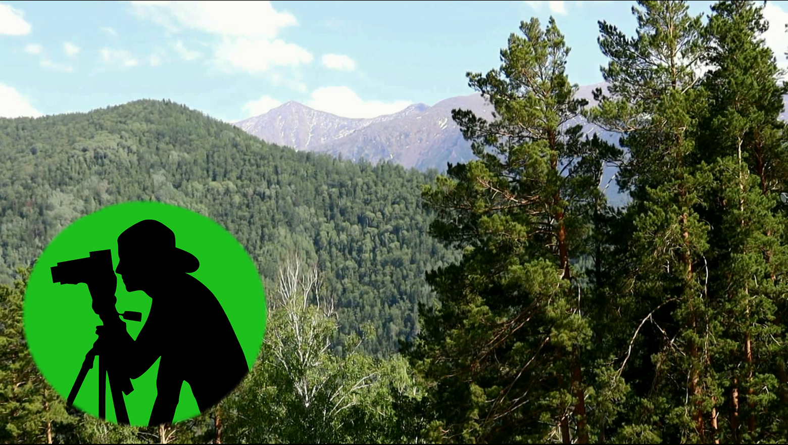 Птицы красиво поют в лесу для вашего отдыха, медитации и крепкого сна