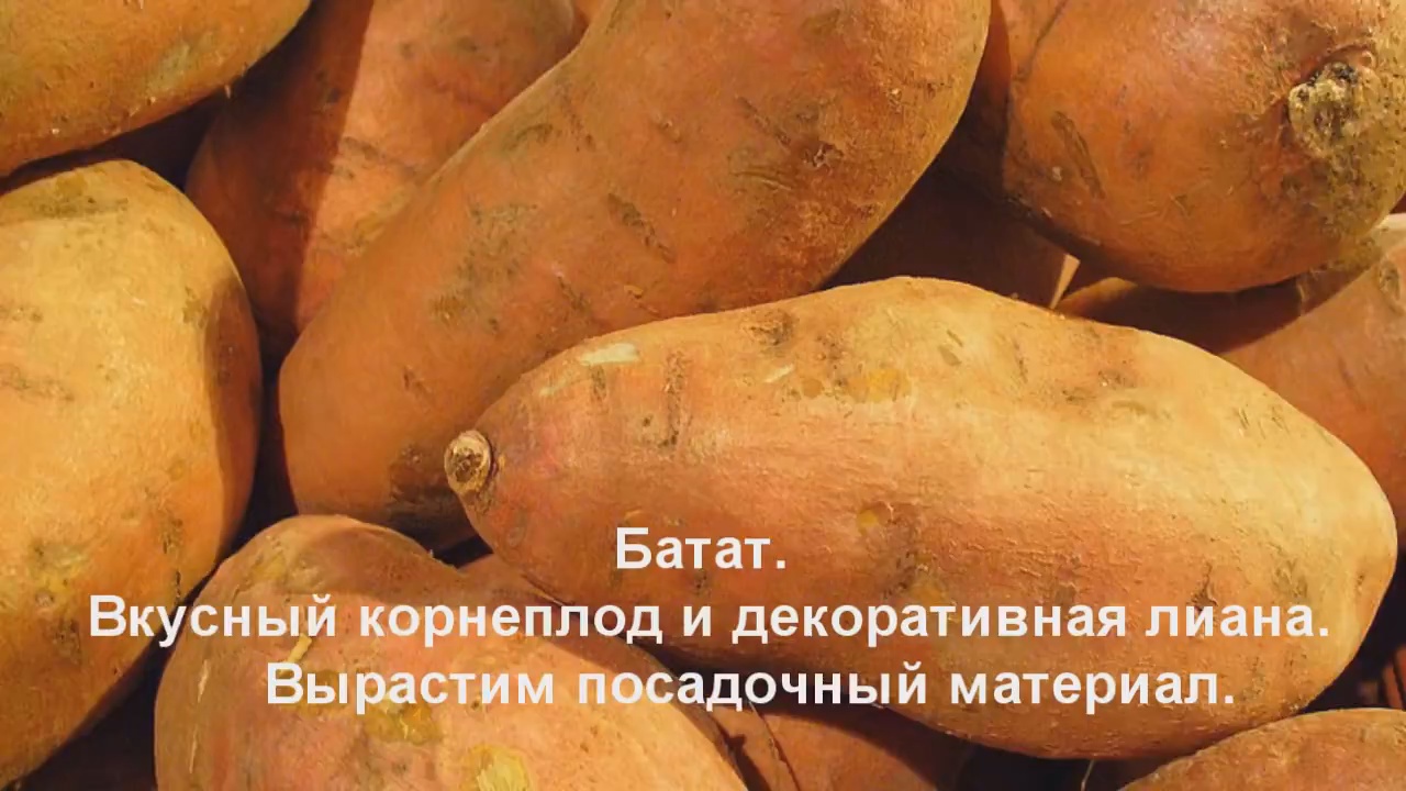 Батат. Что это за овощ? Какой он бывает.