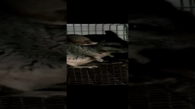 Мама шиншилла кормит малышей. шиншиллята забавно пищат