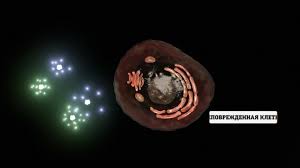 Дельфанто Антиоксидант+Радикал.mp4