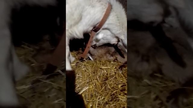 У нас пополнение козлят