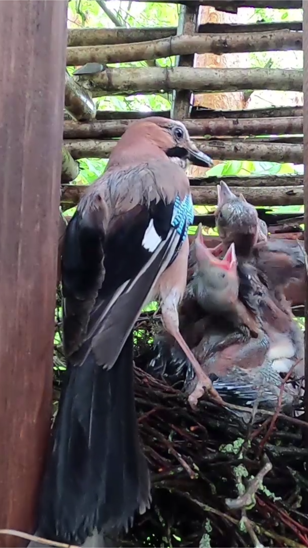 СОЙКИНЫ ПОДРОСТКИ