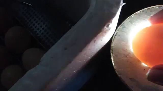 Овоскопирование куриных яиц. Второй период инкубации.