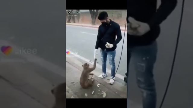 Забавные питомцы 34