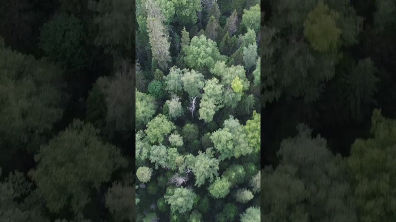 За лесами за горами #2024 #summer #travel #forest #river #siberian #russia #action #shorts