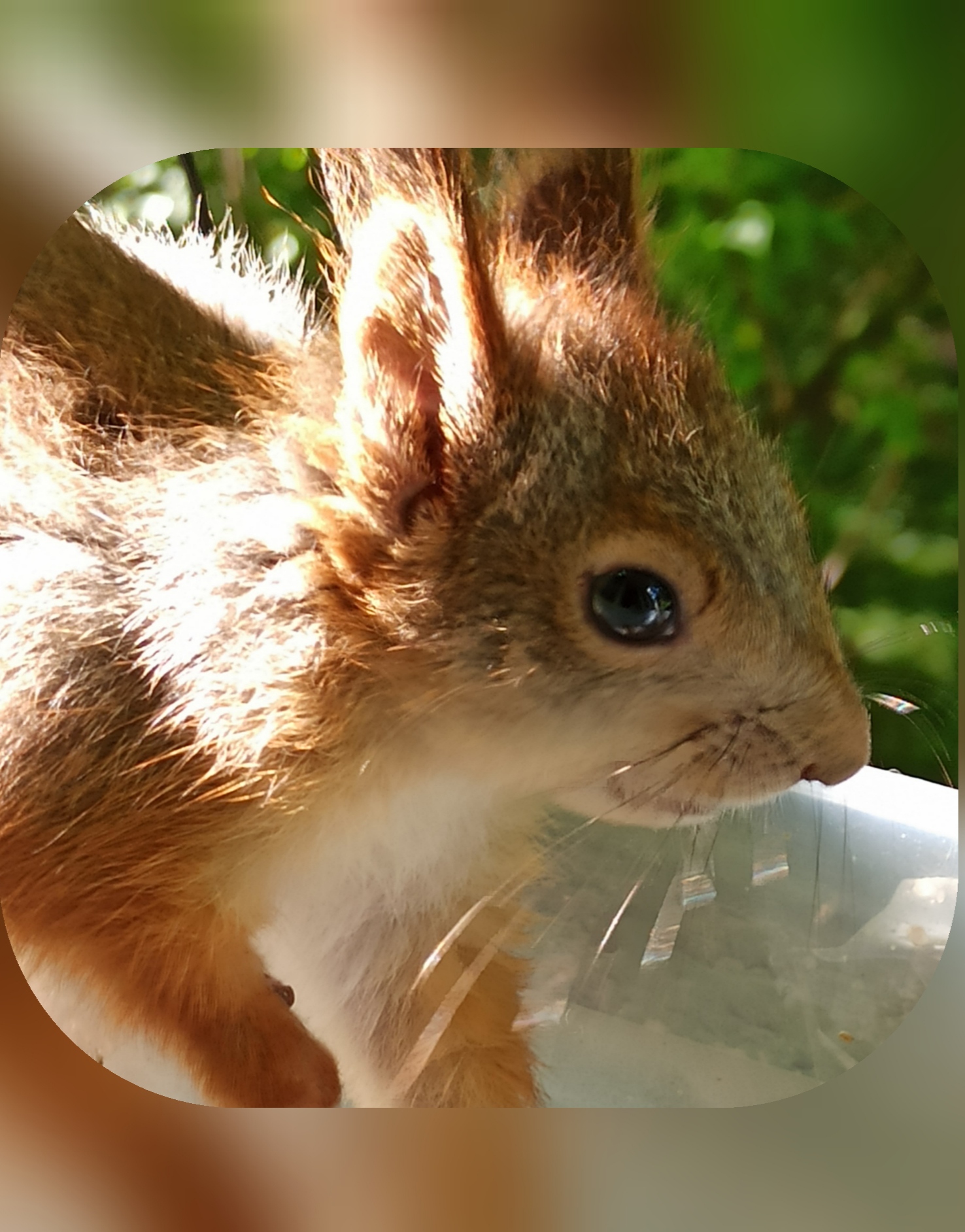 Бельчонок прибежал к кормушке для птиц
