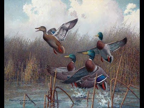 Часть 2. Охота на утку с подхода 2018