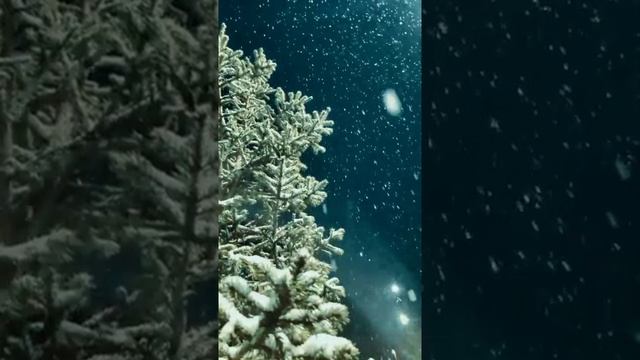 Первый снег, 1 ноября 2021г