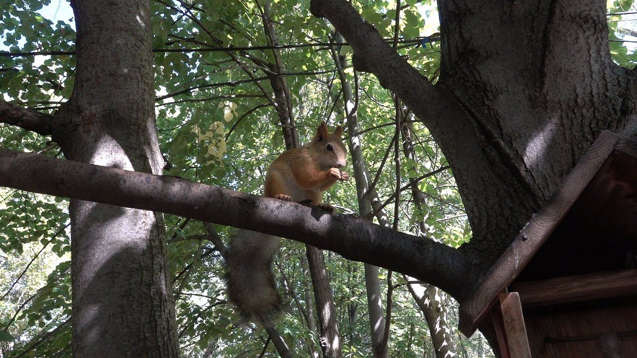 Белочка (17.08.2023)