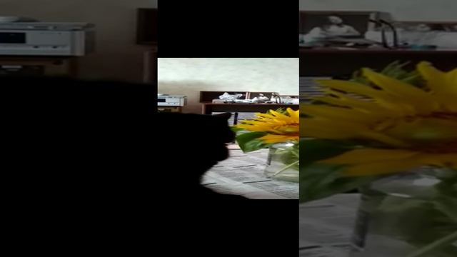 Ася ест цветок