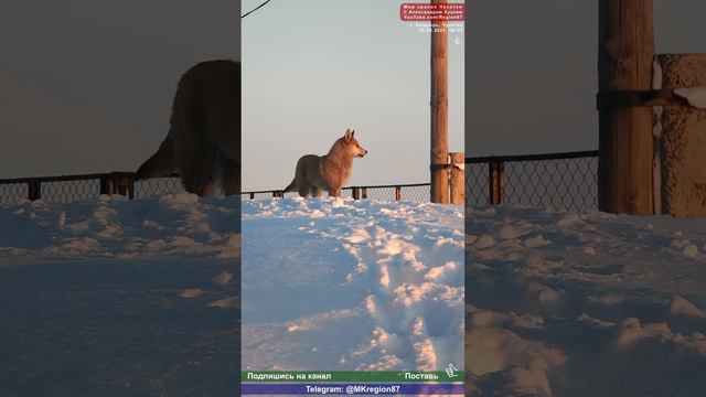 Морозным утром в Анадыре Чукотка 26.03.2024 Памятник Николаю Чудотворцу Дальний Восток Крайний Север