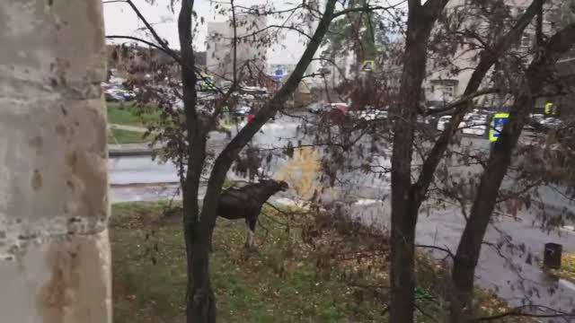 Г. ЗАРЕЧНЫЙ.  ПРОГУЛКА ЛОСЯ ПО СВОИМ ТРОПАМ