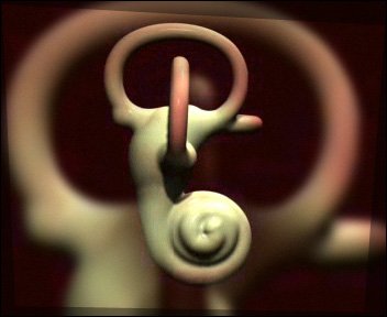 ВНУТРЕННЕЕ УХО. УЛИТКА и ПОЛУКРУЖНЫЕ КАНАЛЫ