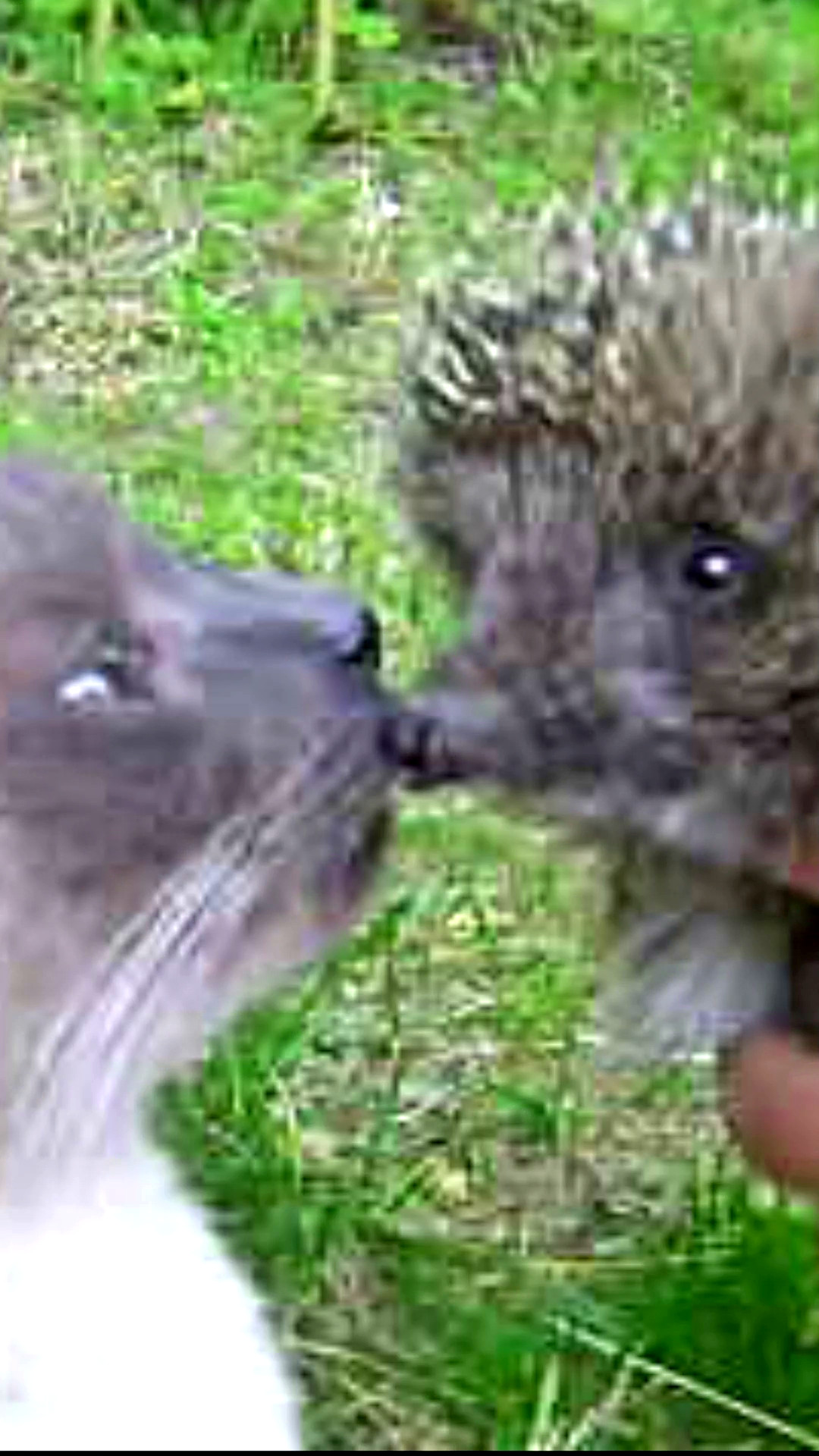 Лесной ёж знакомится с котами