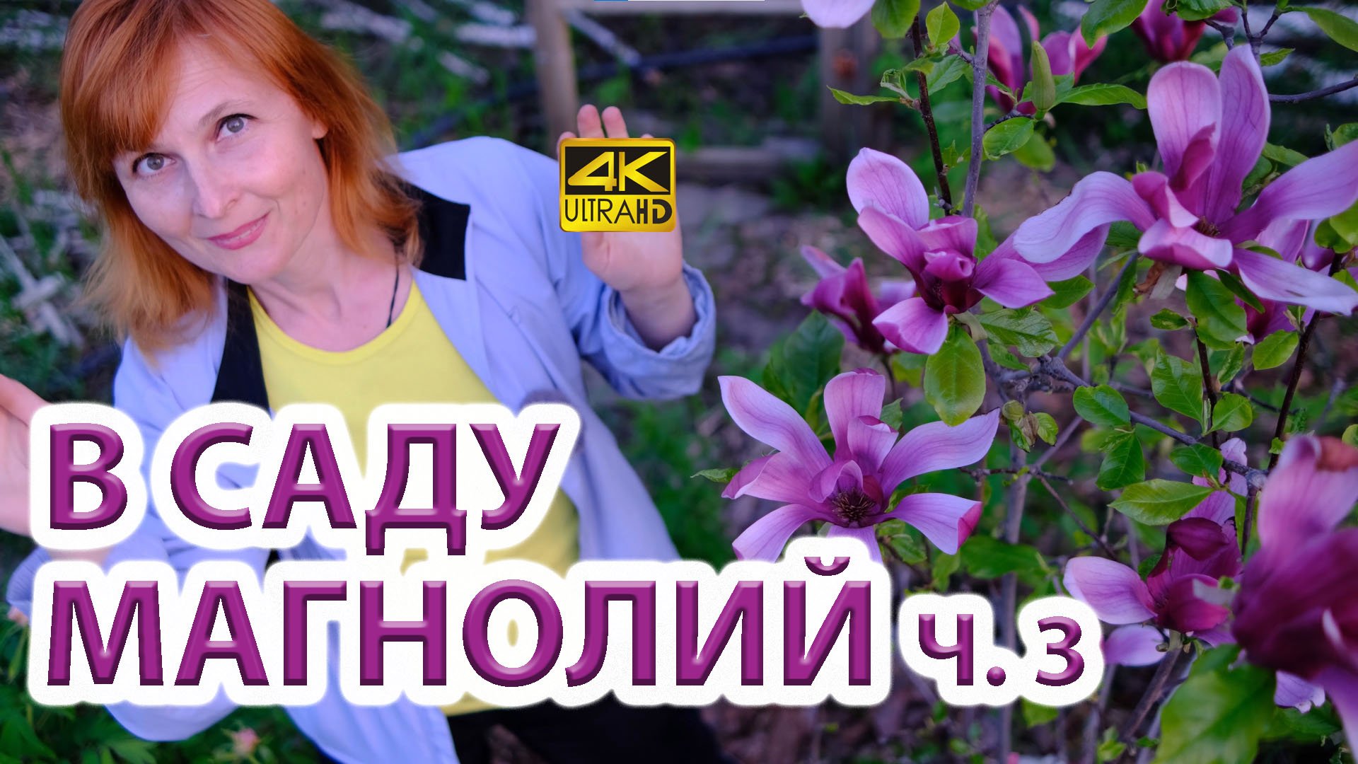 Магнолии ч.3  желтая магнолия - Yellow Bird и самая темная нашего сада - magnolia liliiflora nigra