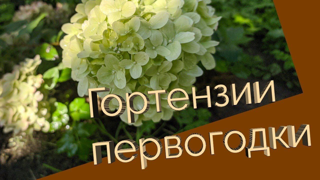 Гортензии первогодки 2021 г.