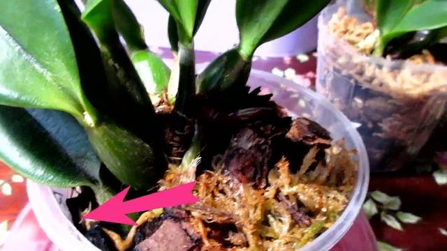 Орхидеи мини каттлеи. Новые посылки. Новые хочушки.Mini Cattley Orchids.mp4