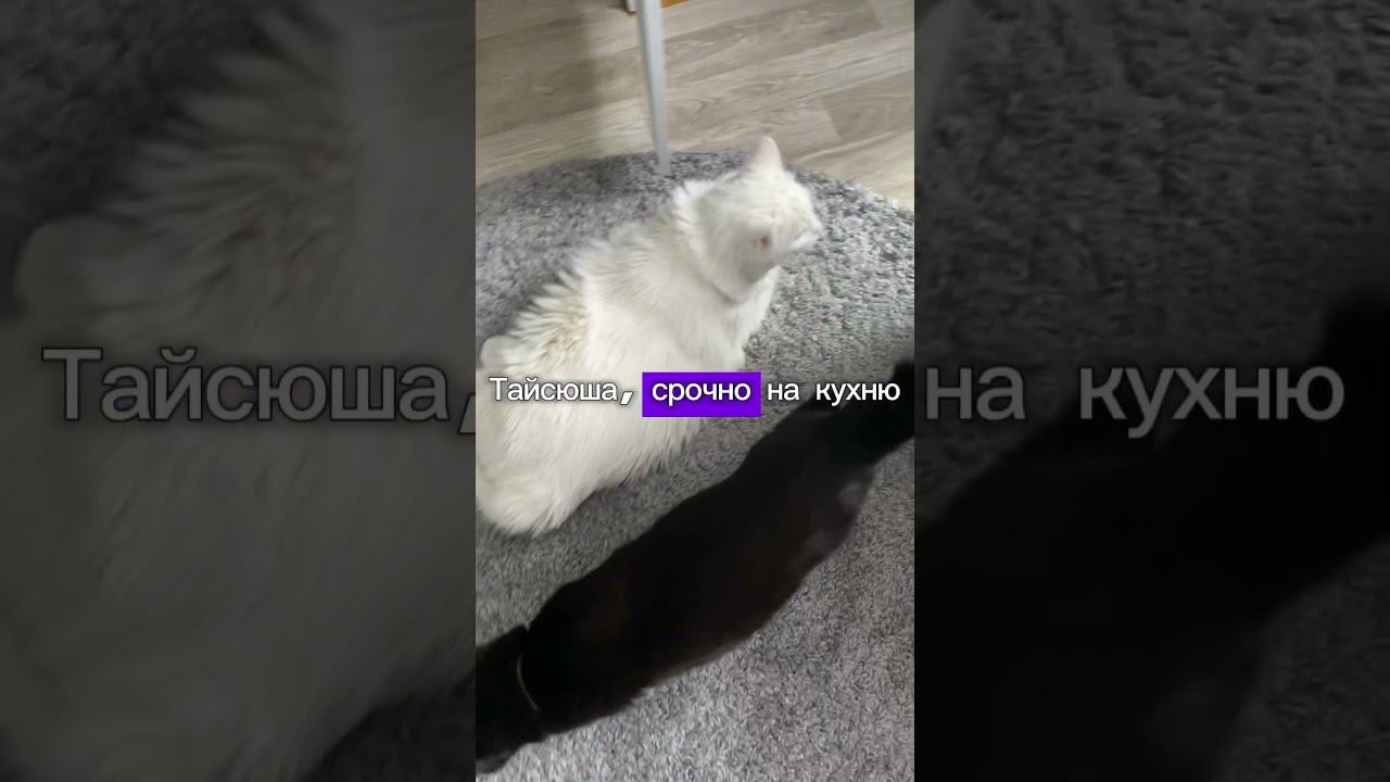 Не делайте эту ошибку | Кот вас может не простить #шортс