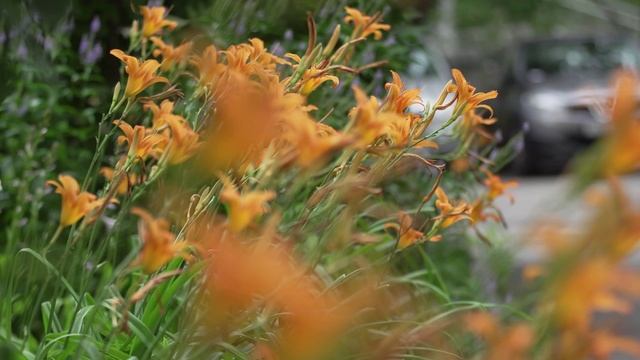 Цветник с фонтанчиком у вашего подъезда!