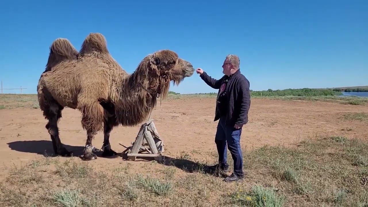 Баскунчак и Эльтон-2024. Сарай-Бату. Знакомство с верблюдом
