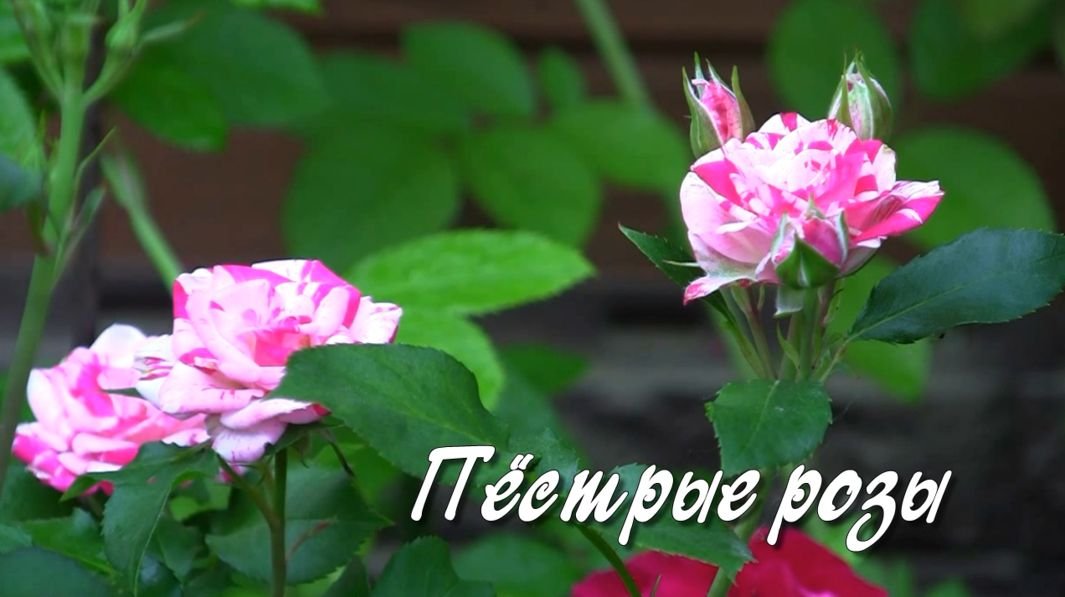 Пёстрые розы. Дачные картинки 2021.mp4