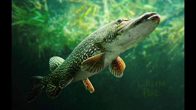 Pike [profit for type beat 2022]