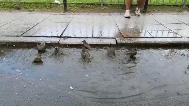 Воробьиное джакузи