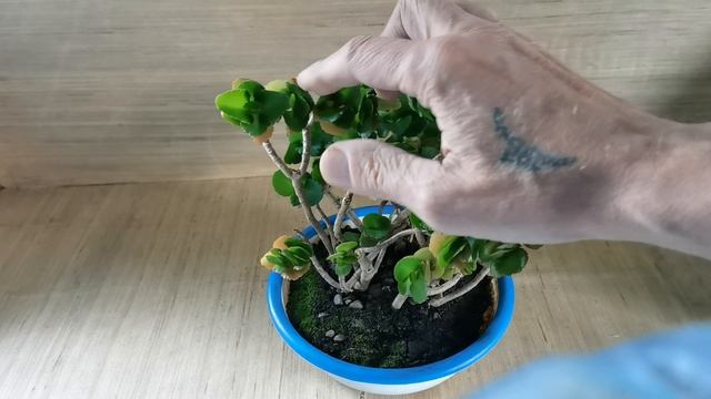 Кусамоно - это кусочек ландшафта.