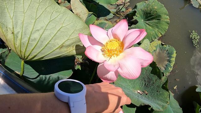 Долина индийских лотосов в Анапе | 1700 рублей - ЗА ЧТО?!