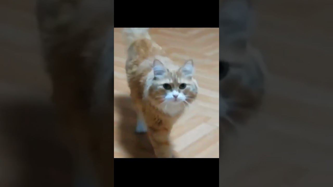 Персик😊❤️