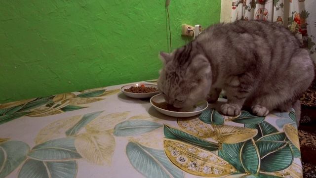 Деликатесы для Вильки на ужин. #кот #котик #кошки